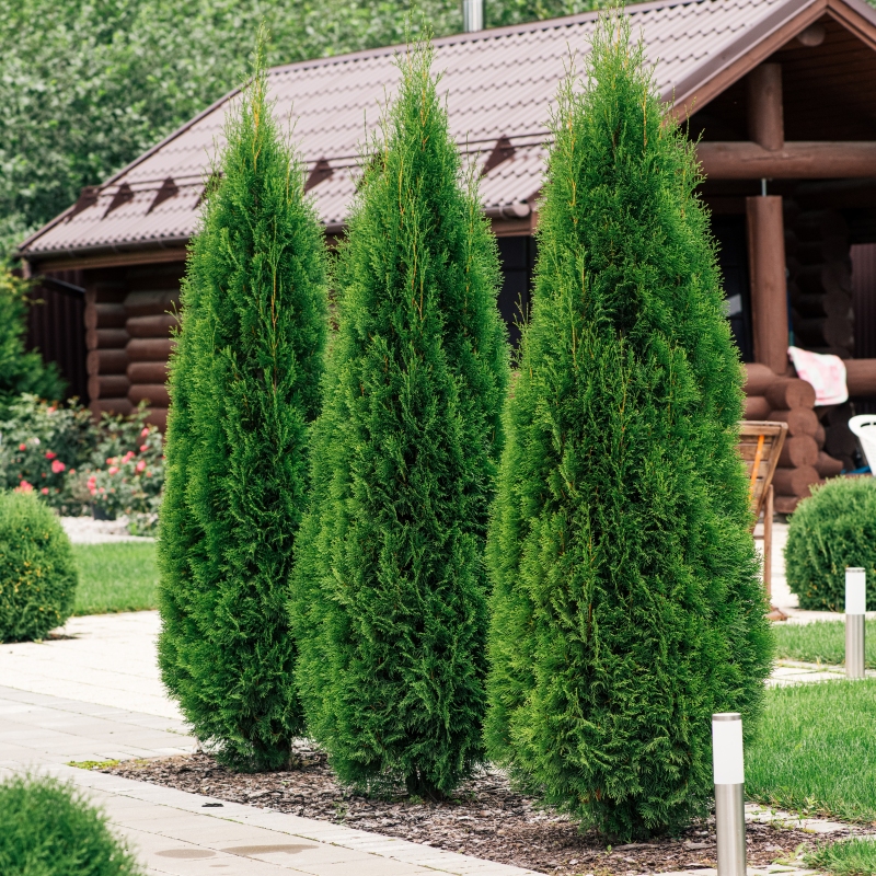 Shop Arborvitae 'Emerald Green' Shrub (Thuja occidentalis Emerald Green ...