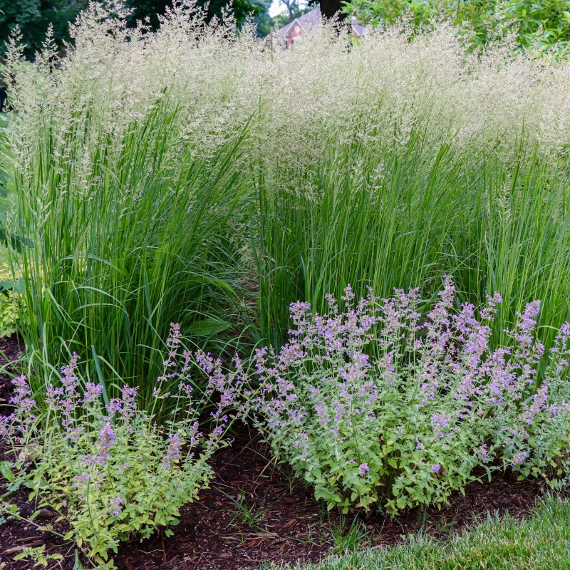 Karl Forester Grass (Calamagrostis x acutiflora Karl Foerster) - Hardy ...