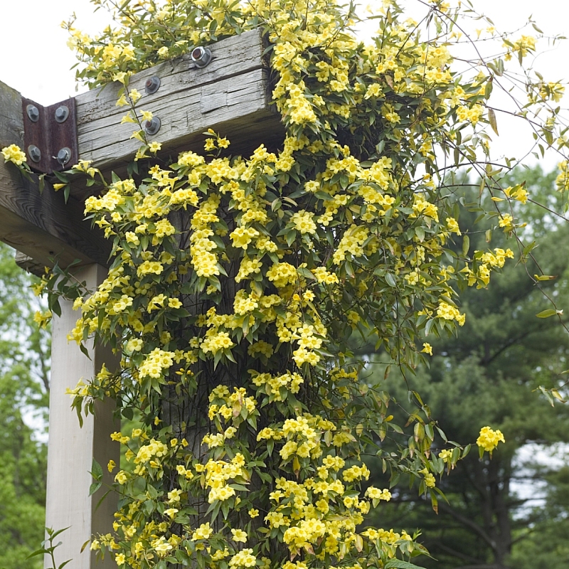 Beautiful Carolina Jessamine Plant with Vibrant Yellow Blooms for Your ...