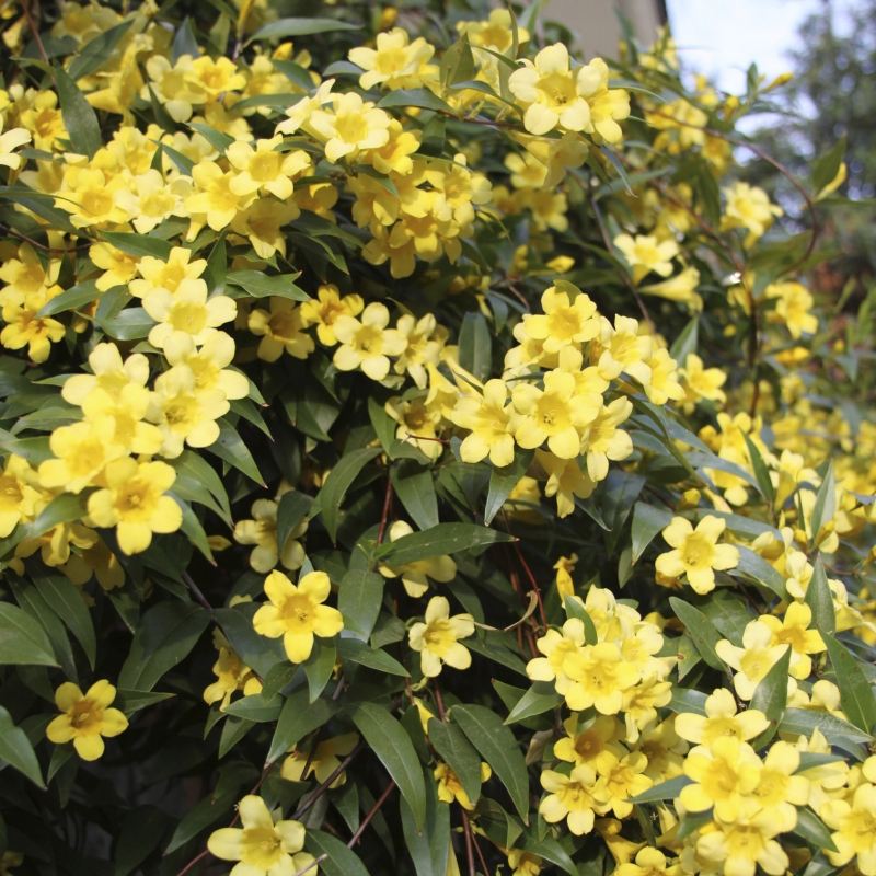 Beautiful Carolina Jessamine Plant with Vibrant Yellow Blooms for Your ...