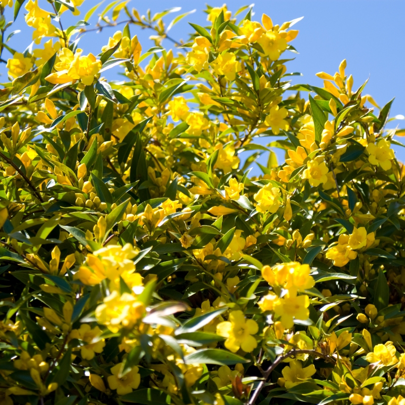 Beautiful Carolina Jessamine Plant with Vibrant Yellow Blooms for Your ...