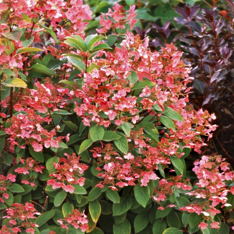 Quick Fire® Hydrangea Tree - Hydrangea paniculata Quick Fire®: Fast ...