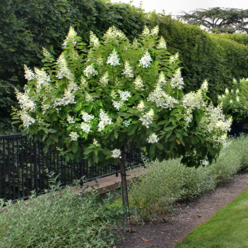 Quick Fire® Hydrangea Tree - Hydrangea paniculata Quick Fire®: Fast ...