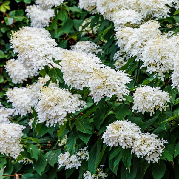 Endless Summer Blushing Bride Hydrangea - Hydrangea macrophylla ENDLESS ...