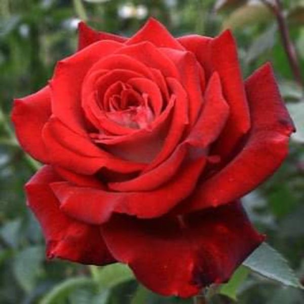 Chrysler Imperial Rose